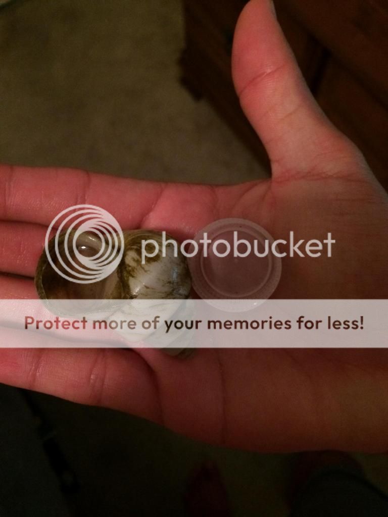 Neothauma Shells and shellie help! | Cichlid Fish Forum